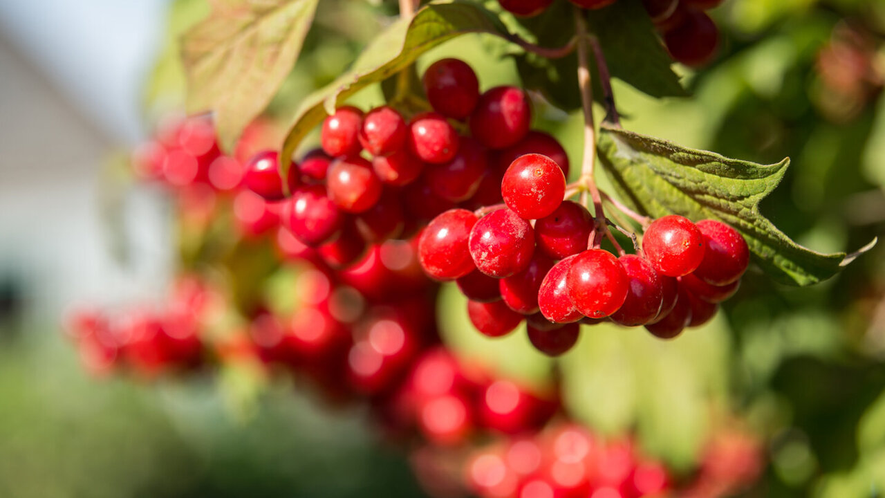 Superfood Cranberry? - hkk-magazin
